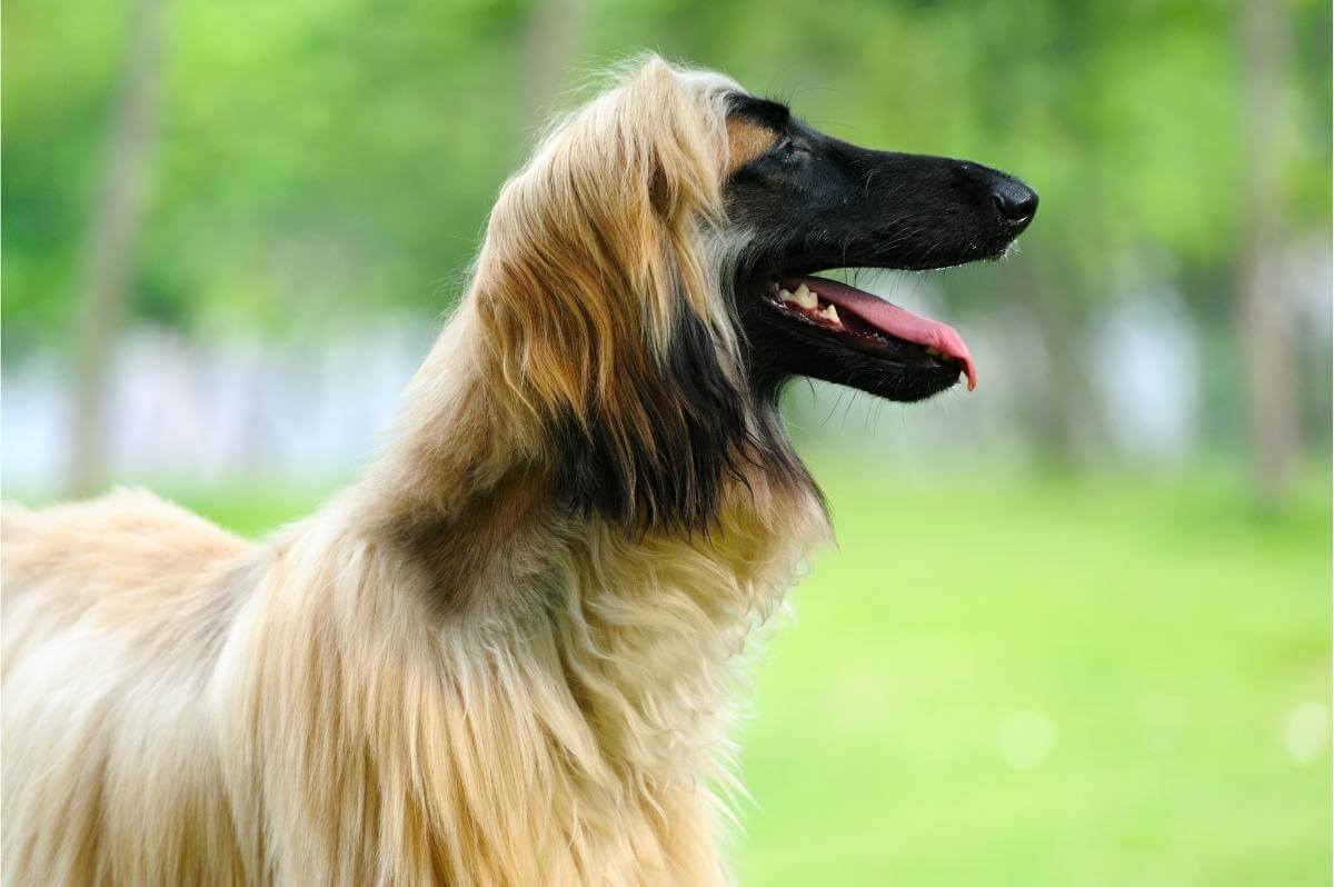 Afghanhund – en forntida hundras med stor elegans - Hund24 - Hund24