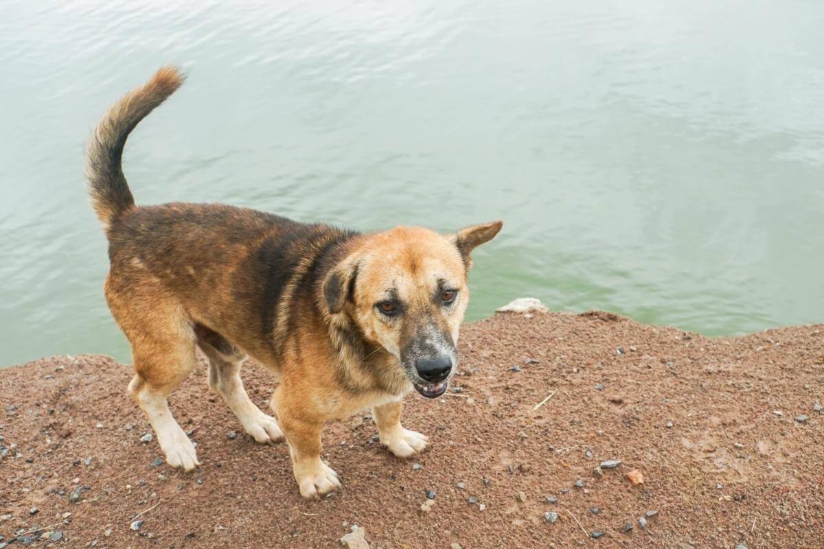 Hundraser med korta ben – 20 kortbenta raser - Hund24 - Hund24