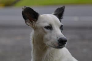 Vallande hundraser – 25 vallhundar som gärna vallar boskap - Hund24