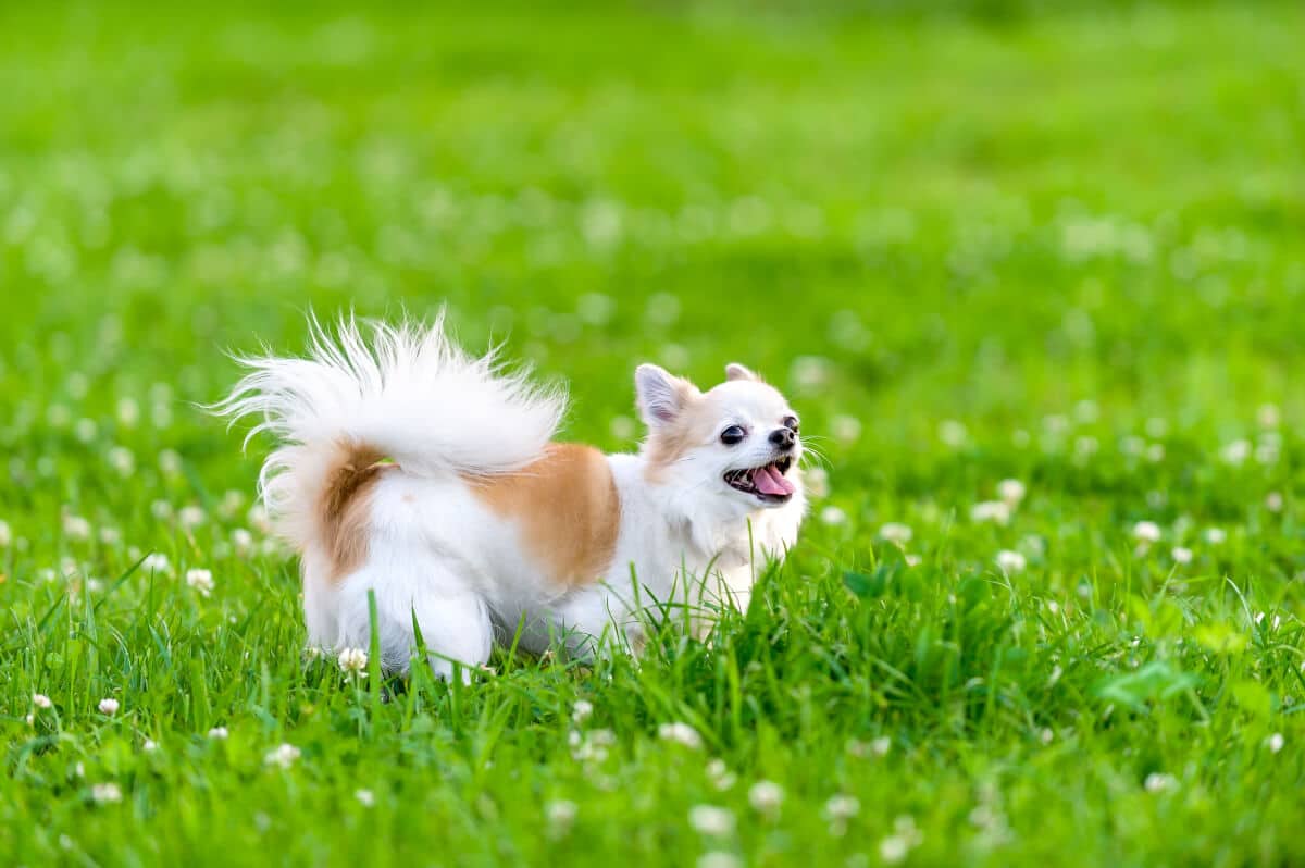 Chihuahua – en väldigt liten, lätt och populär hundras - Hund24 - Hund24