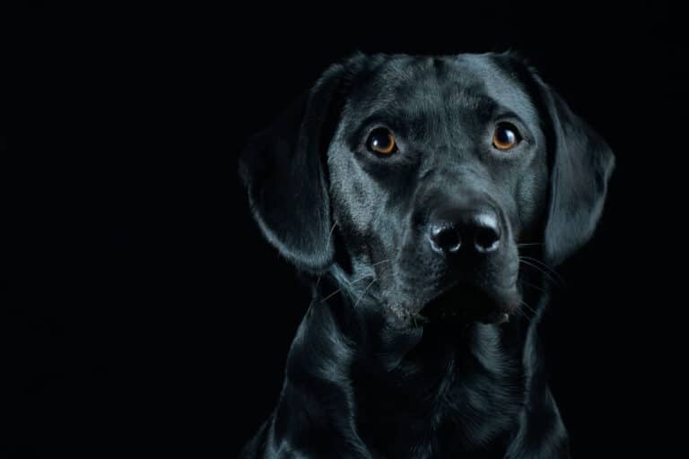 10 hundraser med svart päls – lista över svarta hundar - Hund24 - Hund24