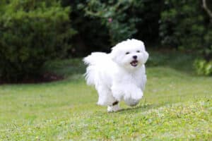 25 små hundraser för dig som gillar mindre hundar - Hund24 - Hund24