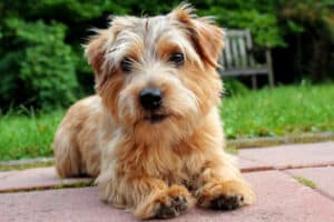 25 små hundraser för dig som gillar mindre hundar - Hund24 - Hund24