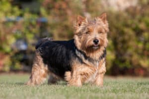 25 små hundraser för dig som gillar mindre hundar - Hund24 - Hund24