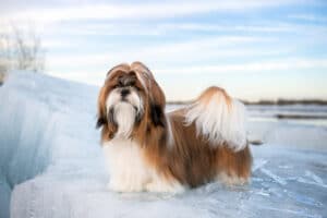 25 små hundraser för dig som gillar mindre hundar - Hund24 - Hund24