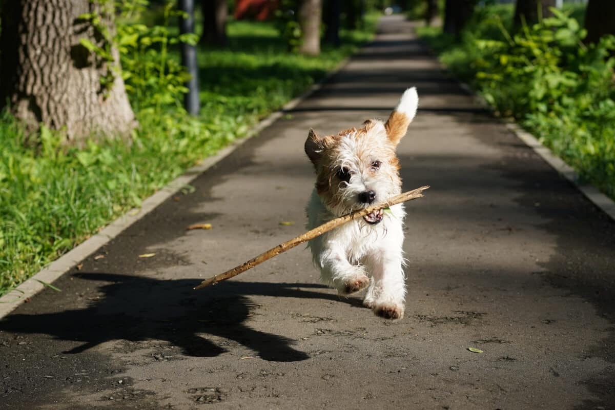 Strävhåriga hundraser – 13 raser med sträv päls ? - Hund24