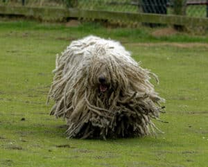 19 fula hundraser – de allra fulaste raserna i världen - Hund24 - Hund24