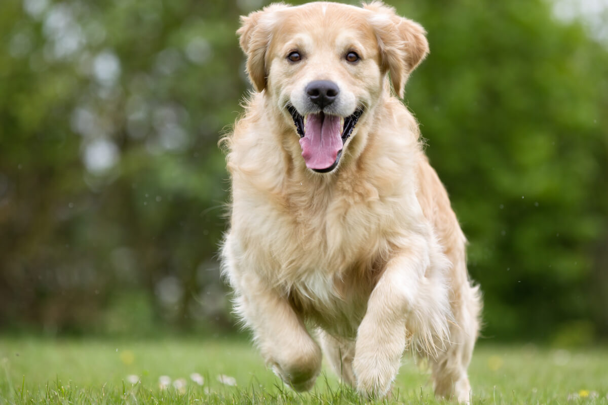 Golden retriever – en lojal och mångsidig familjehund - Hund24